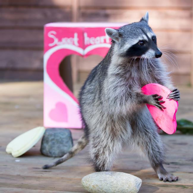Animals celebrate Valentine’s Day the wild way on February 8 at ... Animals celebrate Valentine’s Day the wild way on February 8 at ...